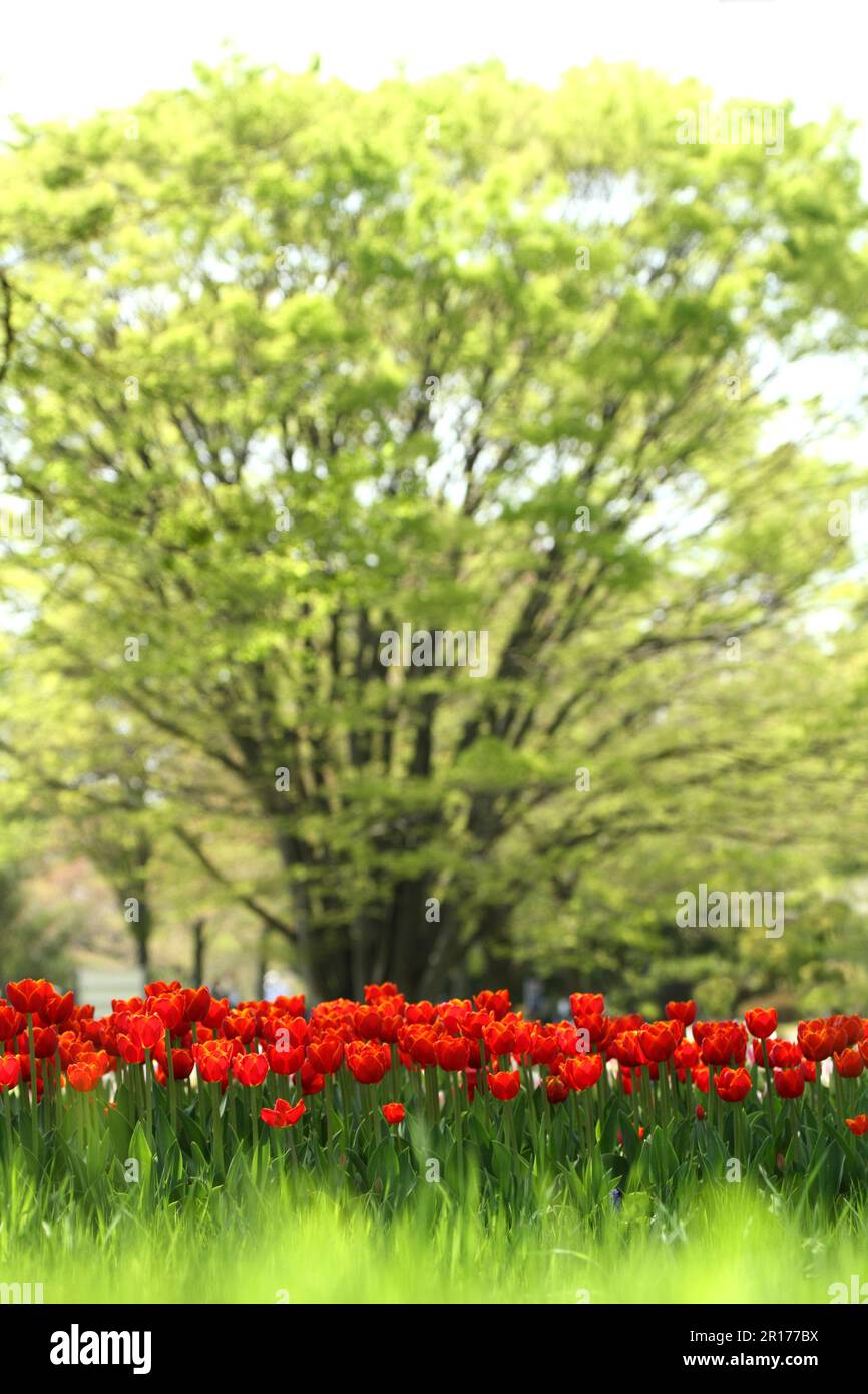 Tulip grove hi-res stock photography and images - Alamy