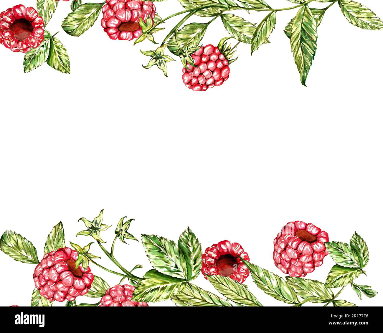a set of watercolor elements. juicy raspberries with leaves. for ...
