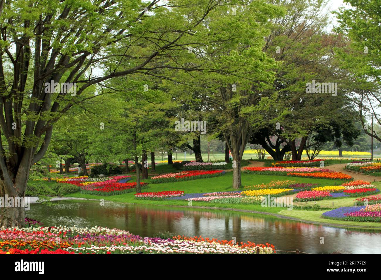 Tulip grove hi-res stock photography and images - Alamy