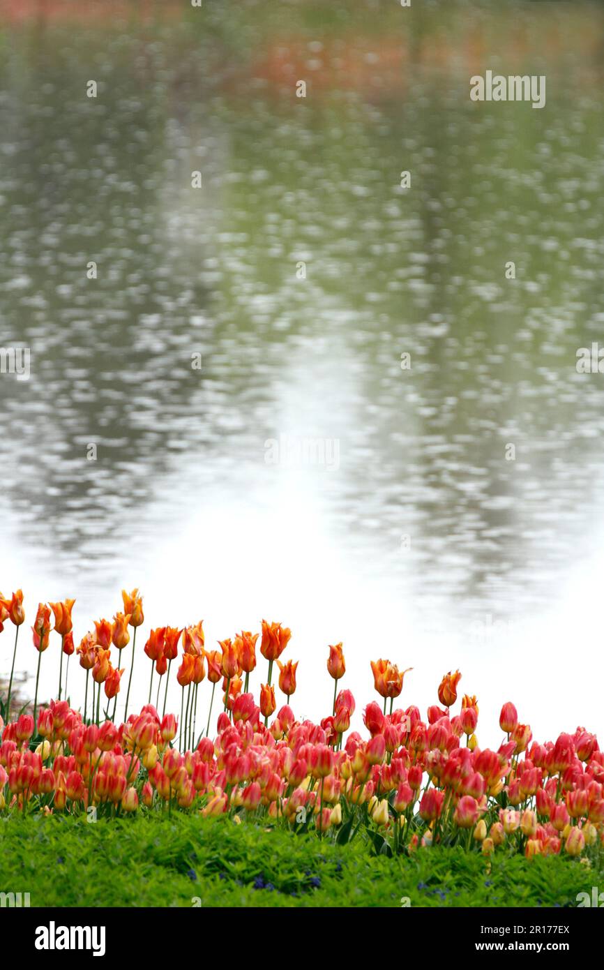 Spring season landscape tulip hi-res stock photography and images - Alamy