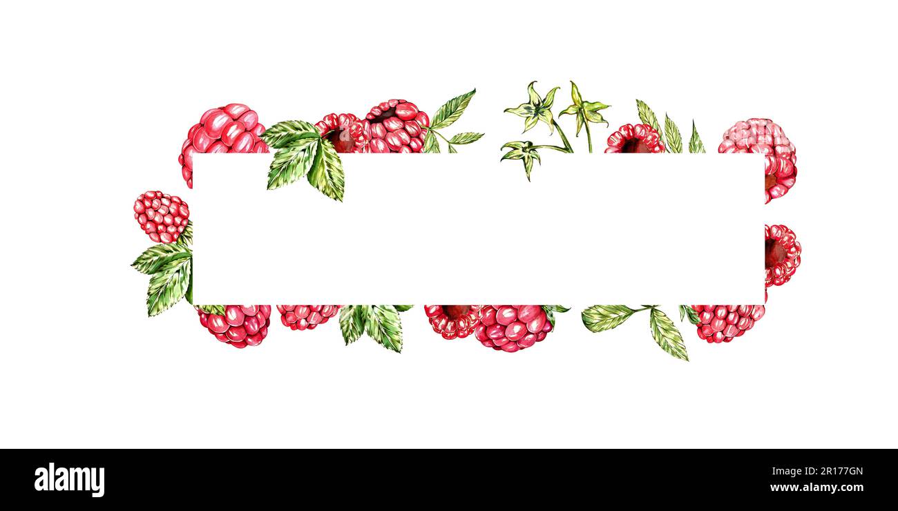 a set of watercolor elements. juicy raspberries with leaves. for ...