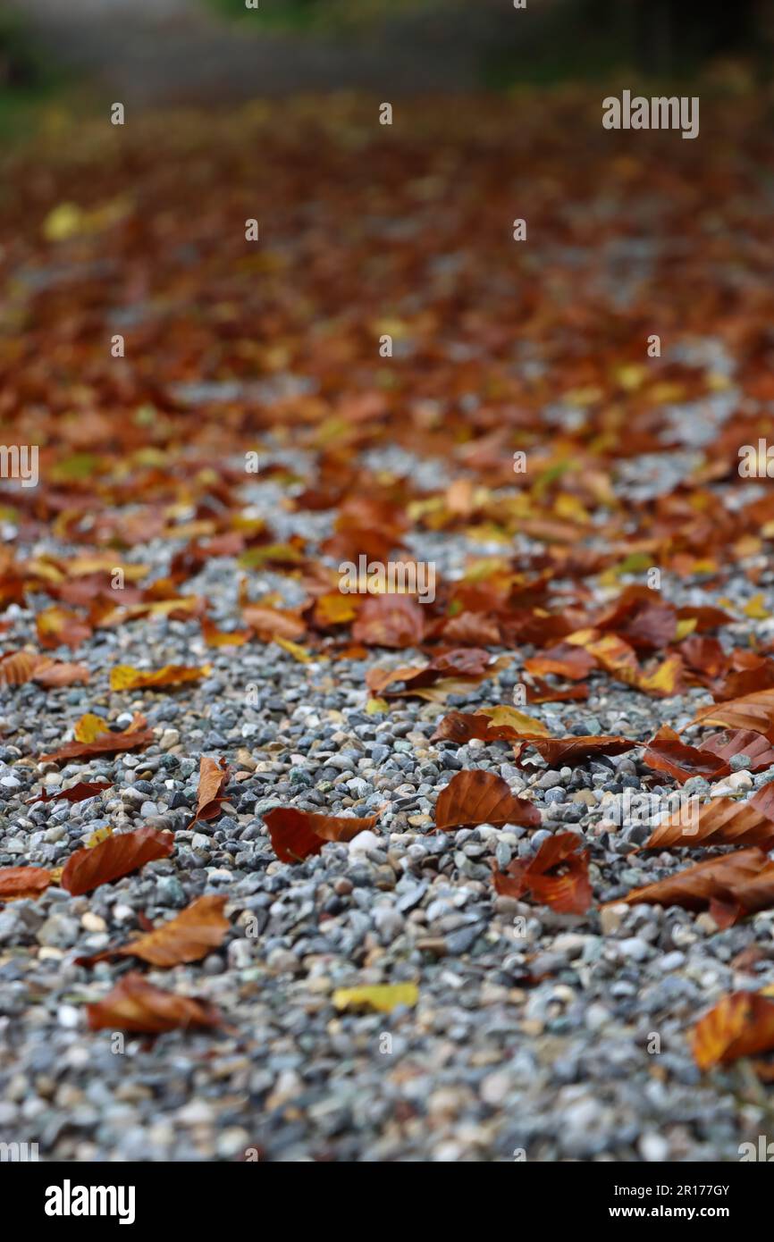 A vibrant autumn scene featuring an abundance of fallen leaves coating ...