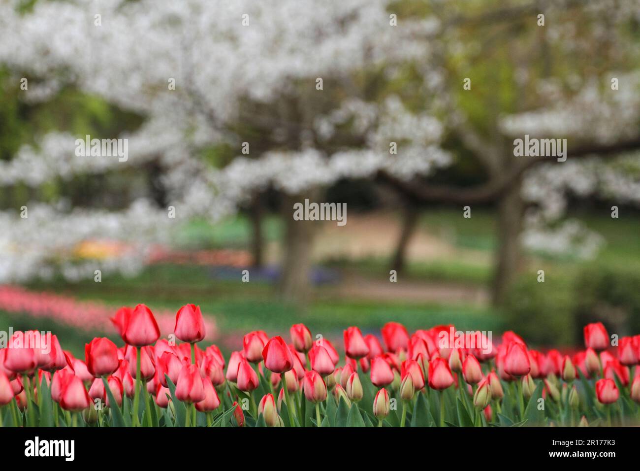 Tulip grove hi-res stock photography and images - Alamy