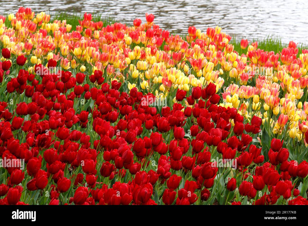 Spring season landscape tulip hi-res stock photography and images - Alamy