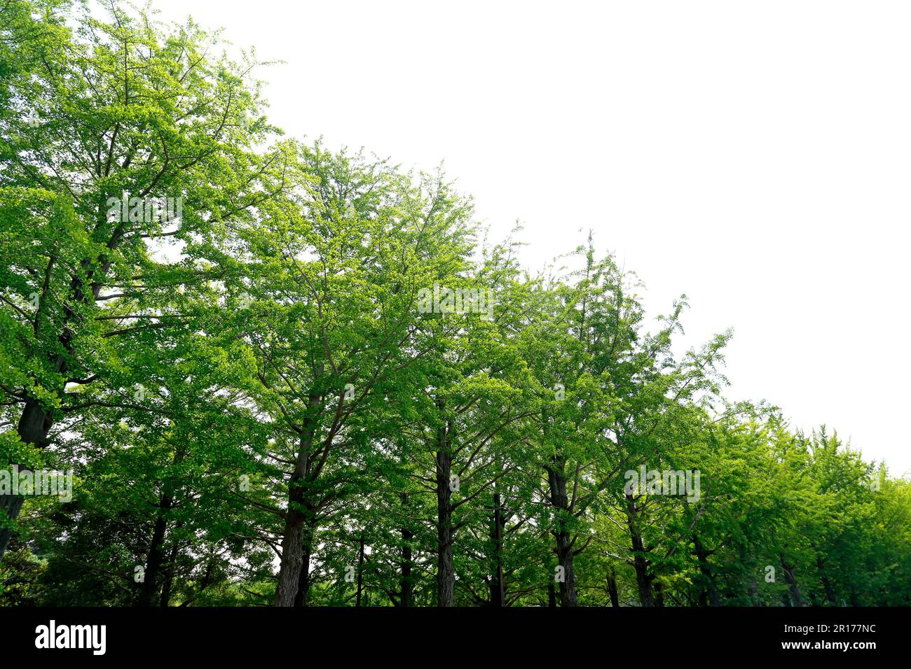 Fresh green roadside trees Stock Photo - Alamy