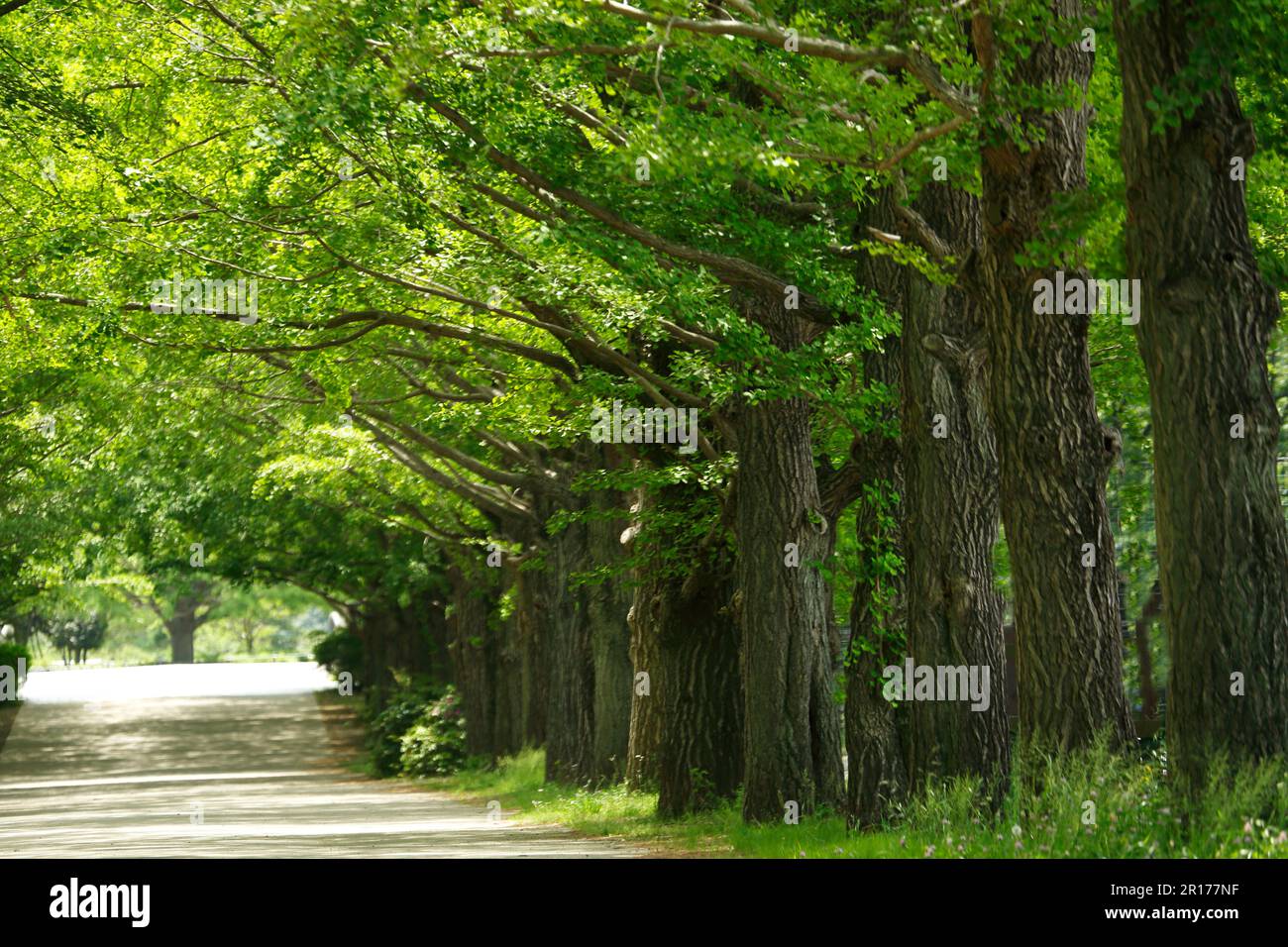 Fresh green roadside trees Stock Photo - Alamy