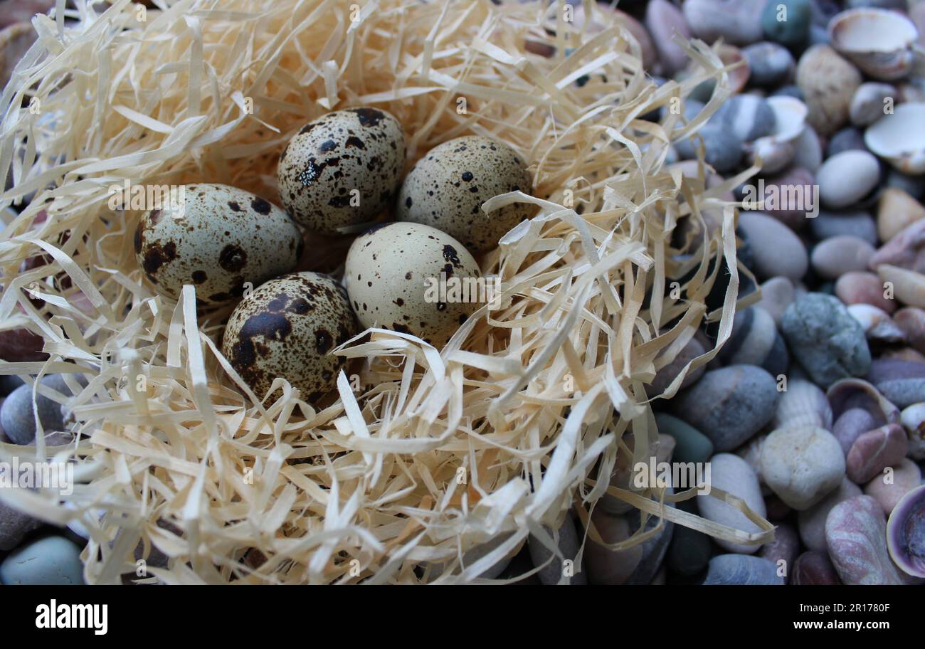 Spotted sandpiper on nest hi-res stock photography and images - Alamy