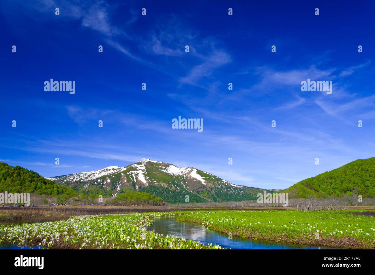 Mt. shibutsu Ozegahara Skunk cabbages bloom and snow Stock Photo - Alamy