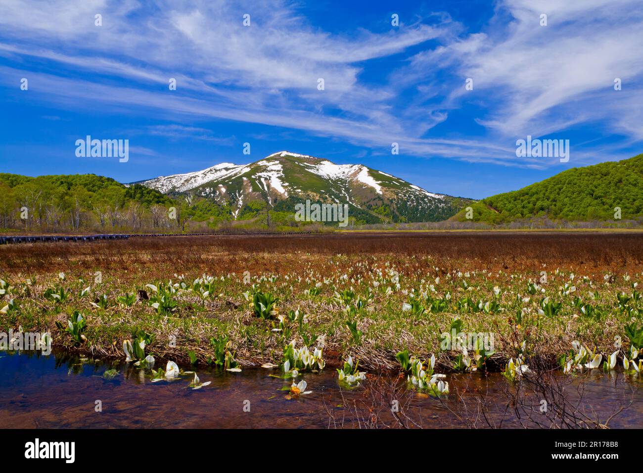 Mt. shibutsu Ozegahara Skunk cabbages bloom and snow Stock Photo - Alamy