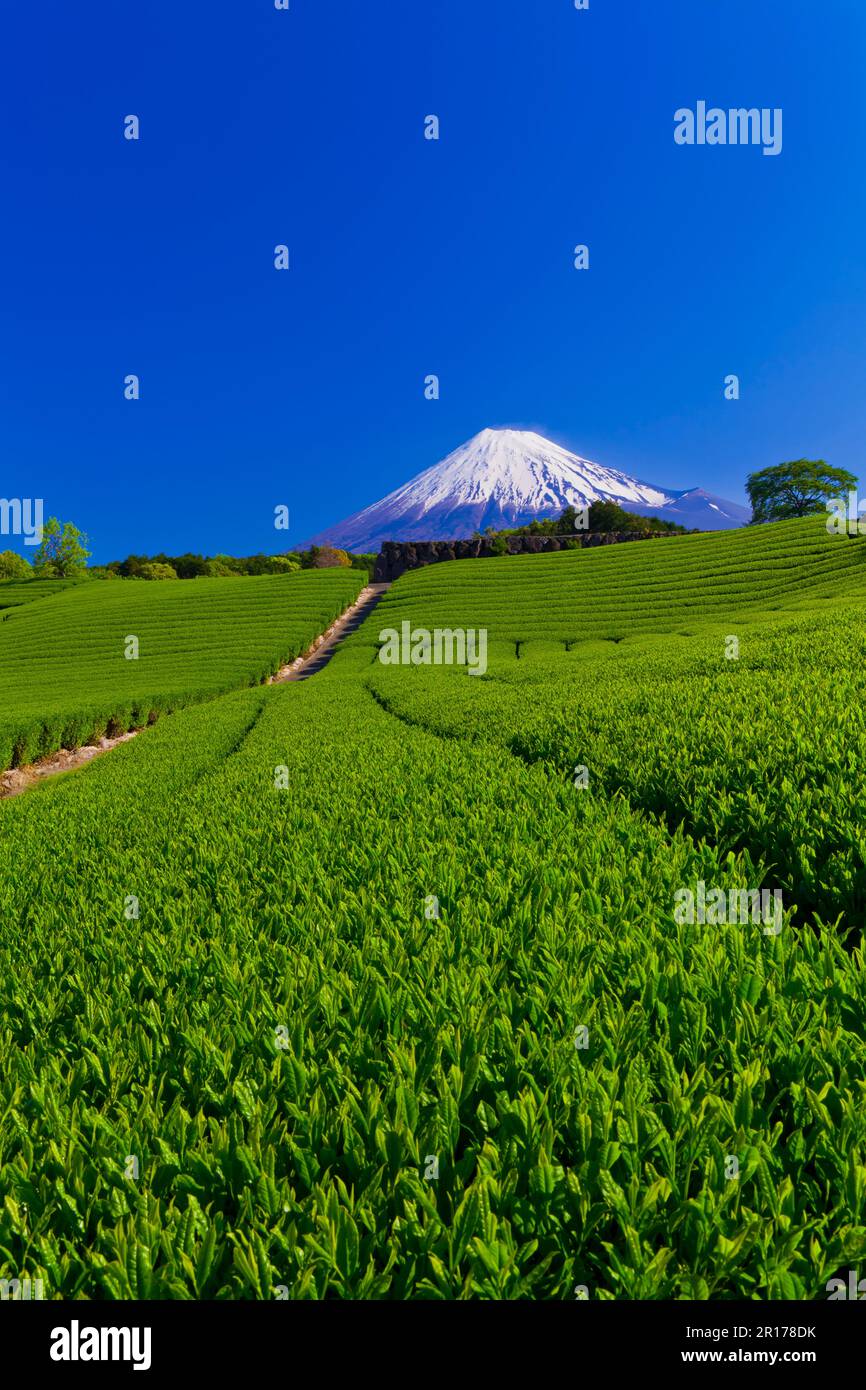 Mount Fuji and a tea plantation Stock Photo - Alamy