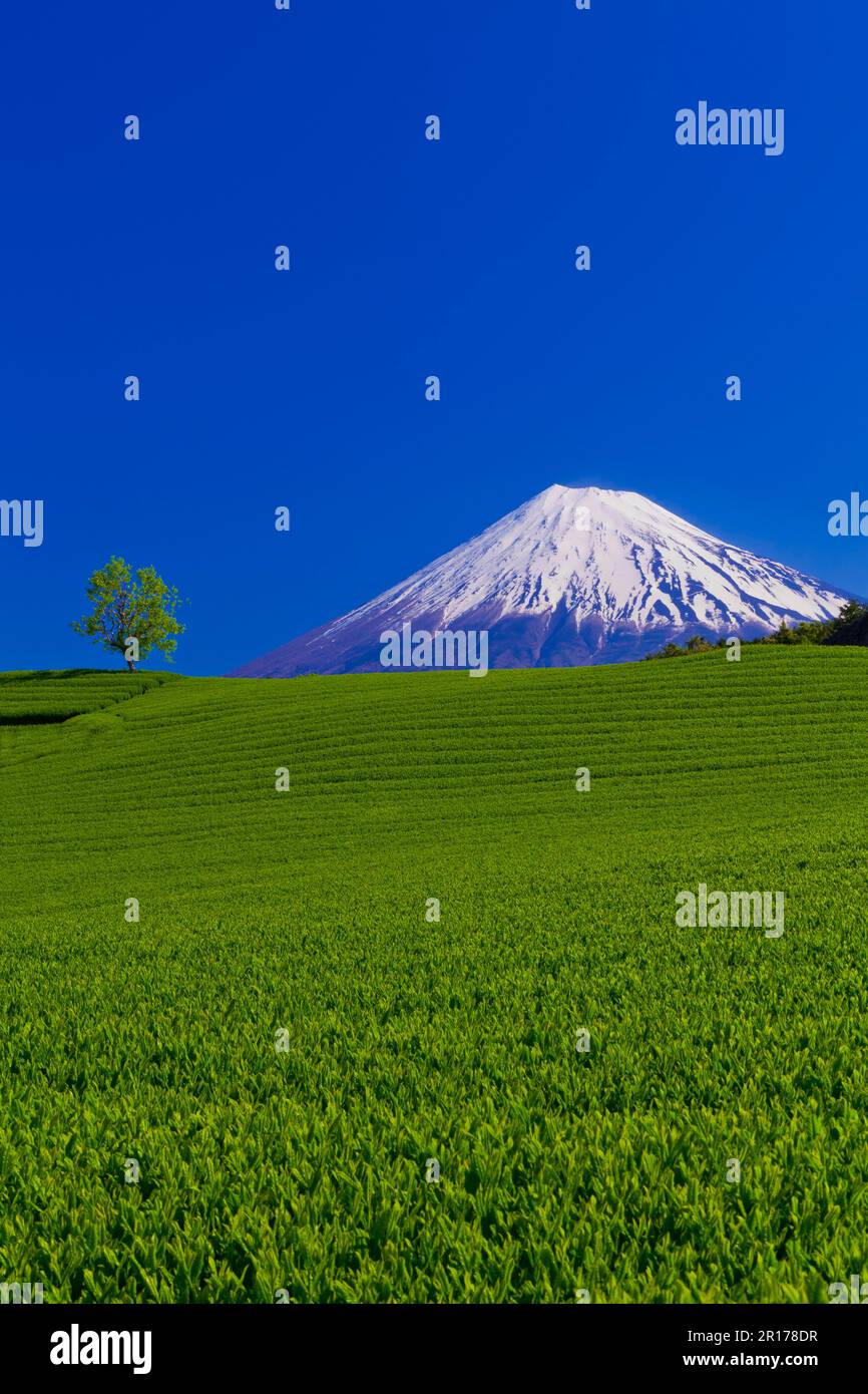 Mount Fuji and a tea plantation Stock Photo - Alamy