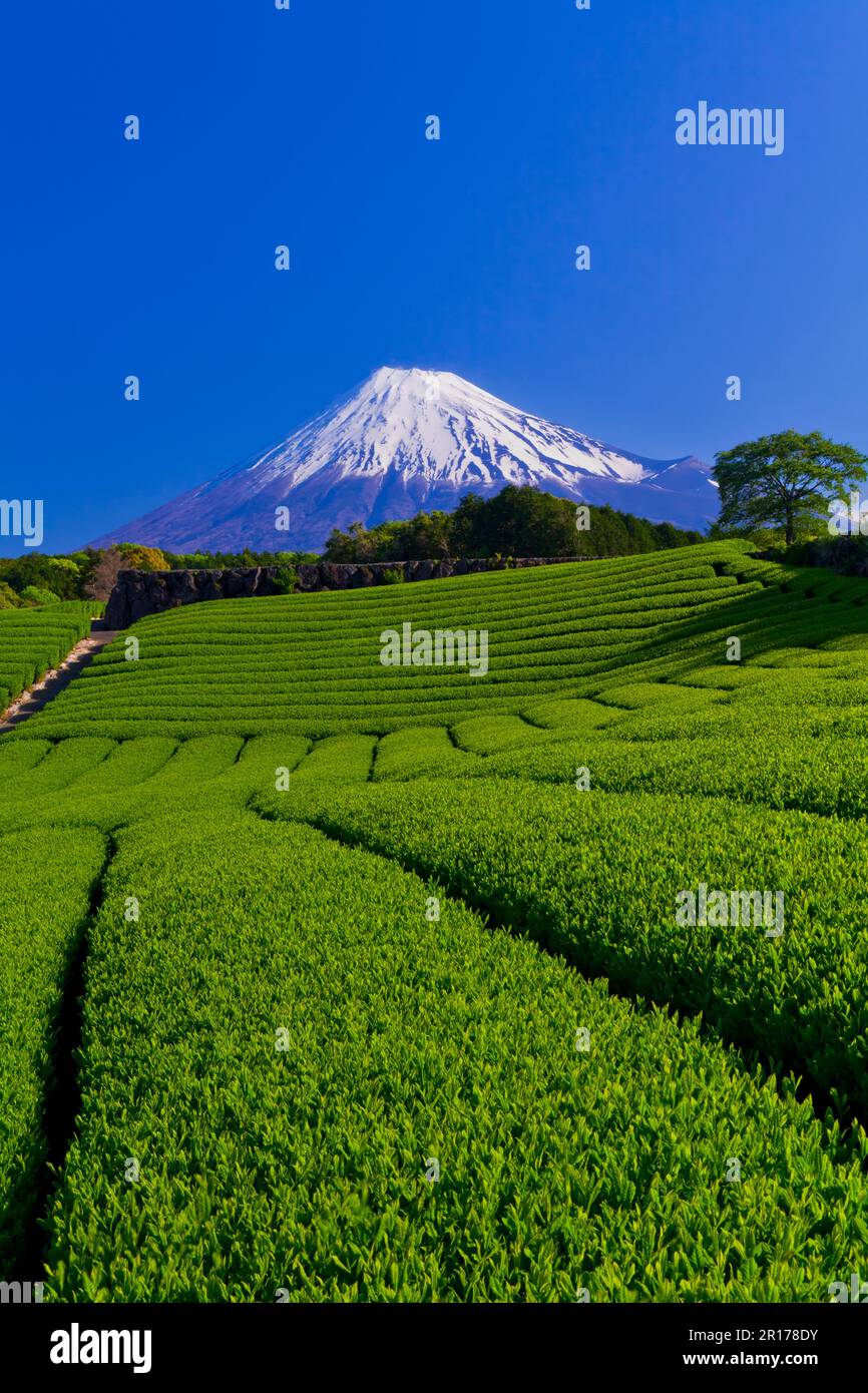 Mount Fuji and a tea plantation Stock Photo - Alamy