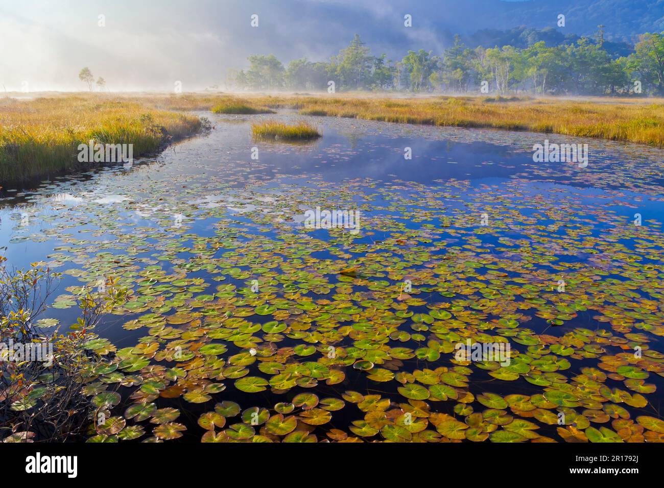 Ozegahara pond embankment in the morning Stock Photo - Alamy