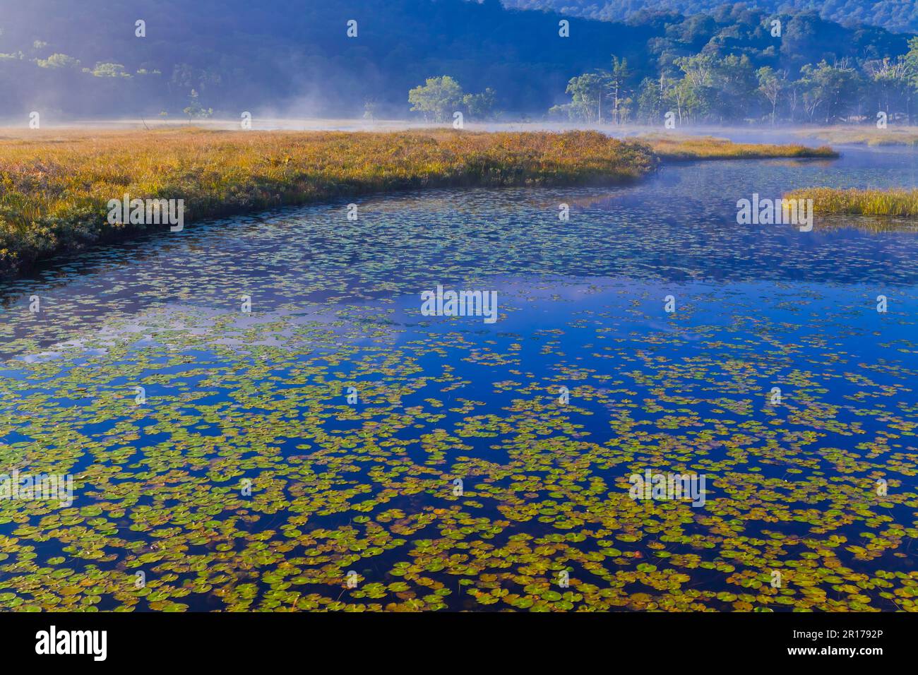 Ozegahara pond embankment in the morning Stock Photo - Alamy