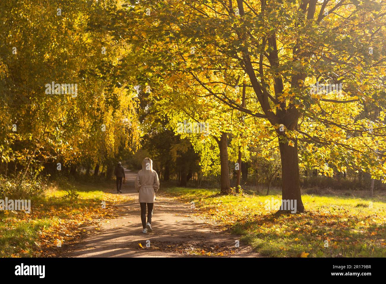 Two paths fork forest hi-res stock photography and images - Alamy