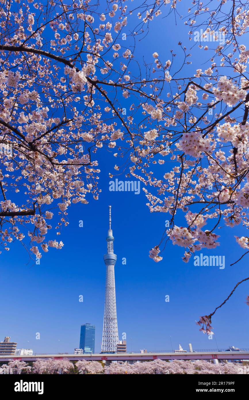 Tokyo sky tree and cherry tree Stock Photo - Alamy