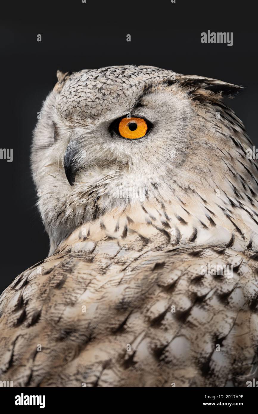 Black background golden soaring hi-res stock photography and images - Alamy