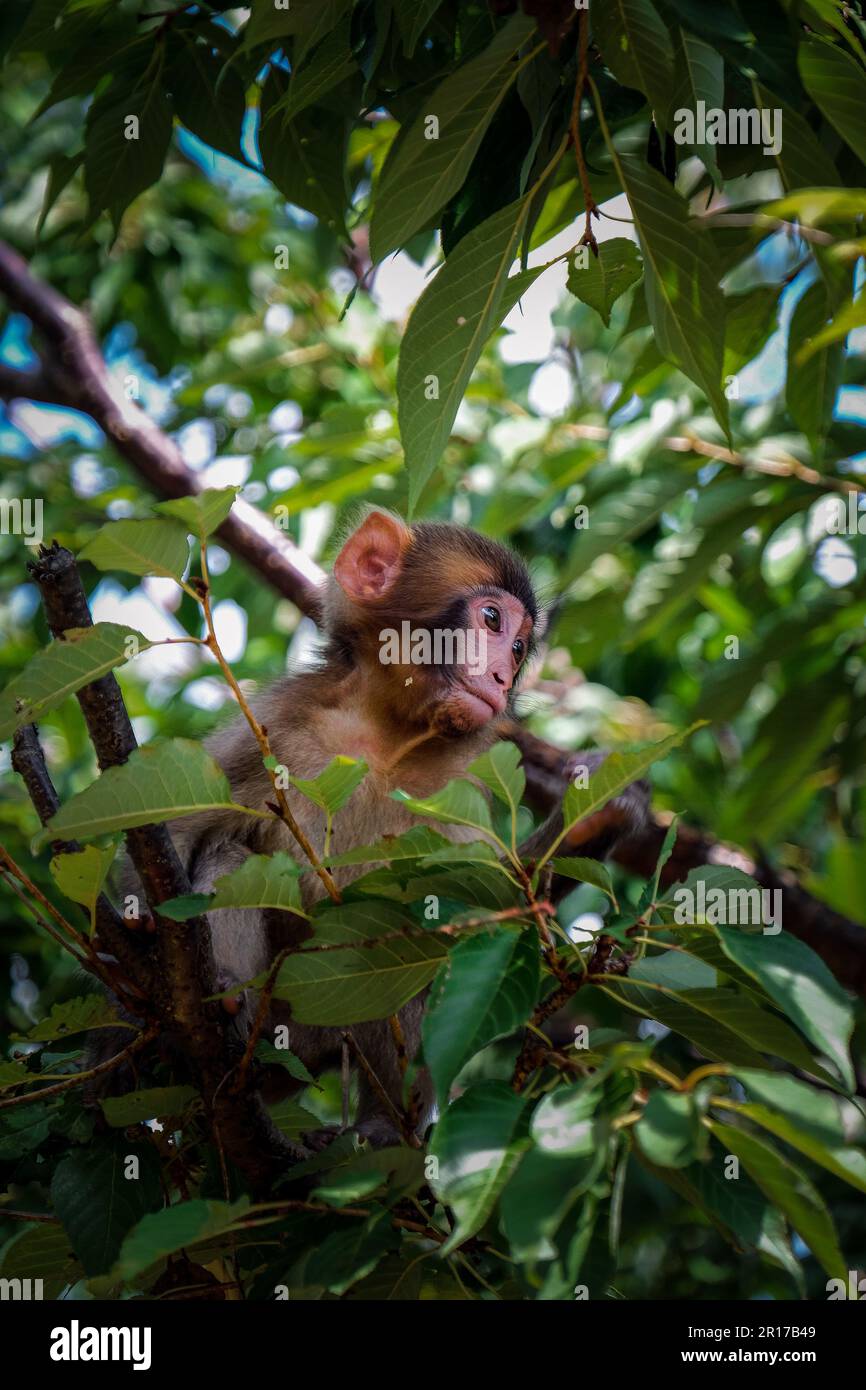 Baby macaque monkey sitting in a tree amongst the leaves and branches ...