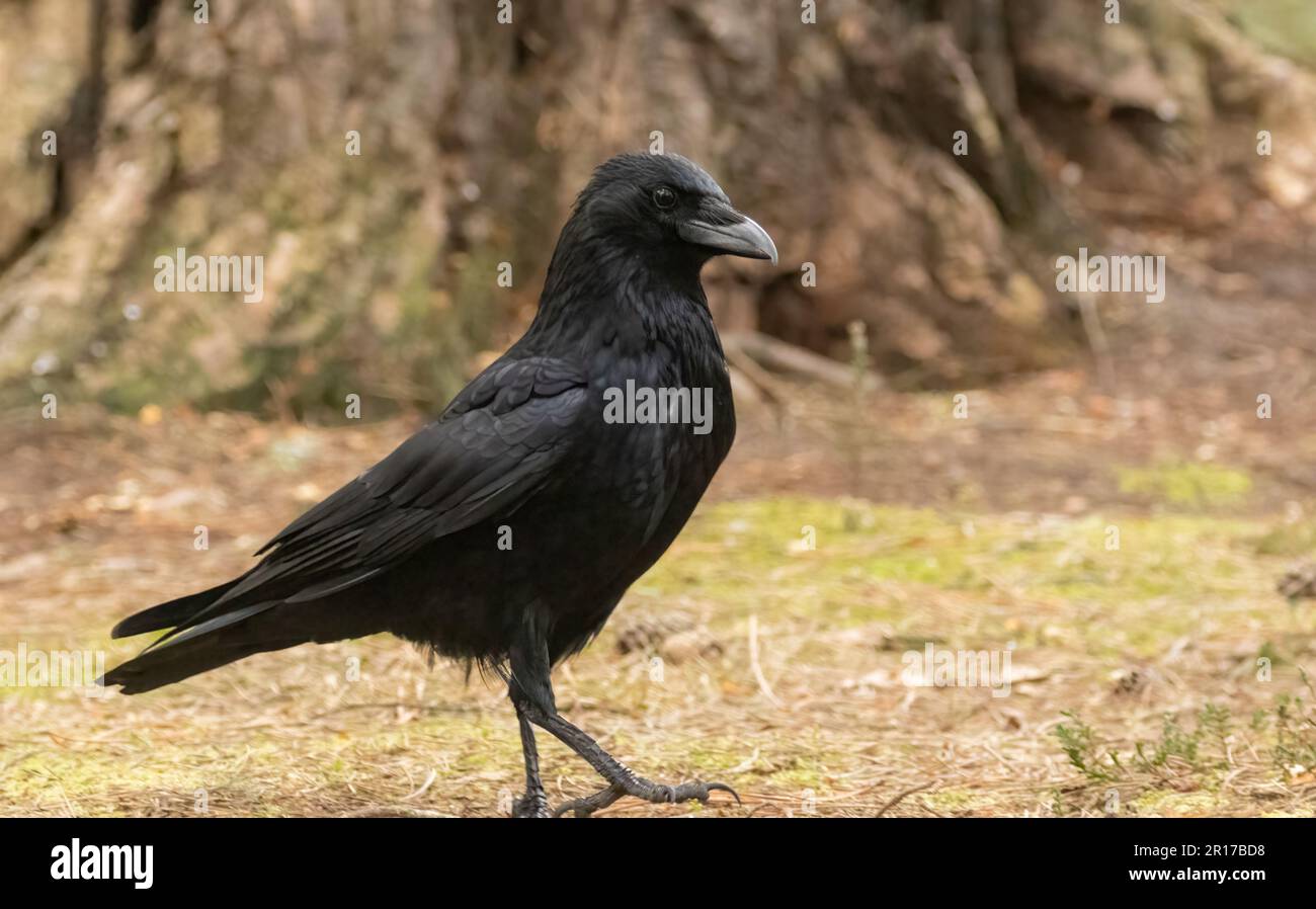 Common raven in natural hi-res stock photography and images - Alamy