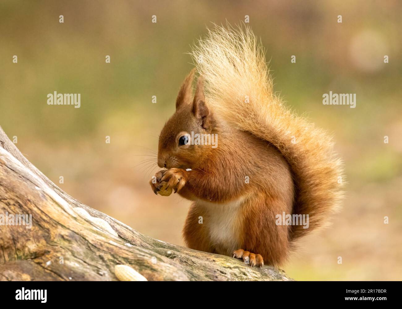 A red squirrel eating the core of a red apple Stock Photo - Alamy
