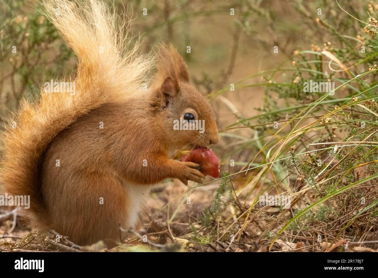 Squirrel eating an apple core hi-res stock photography and images - Alamy
