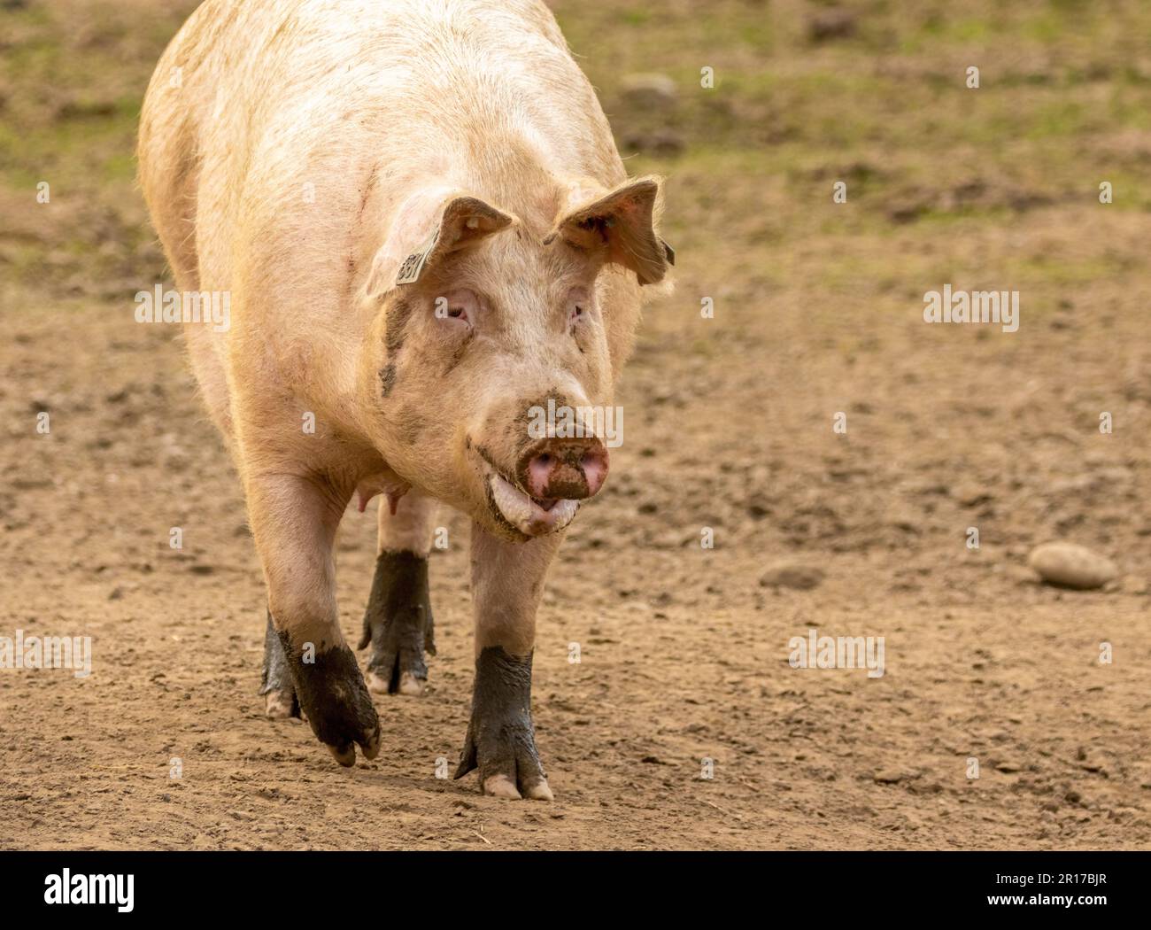 A female pig in its natural habitat Stock Photo - Alamy