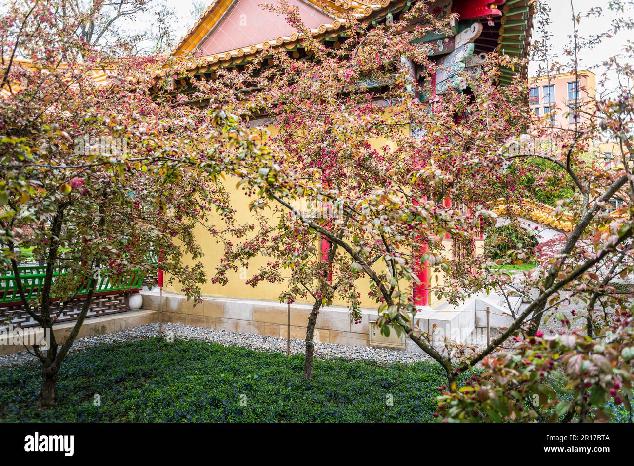 Spring blossom in the Chinese Garden, a garden which was a gift from ...