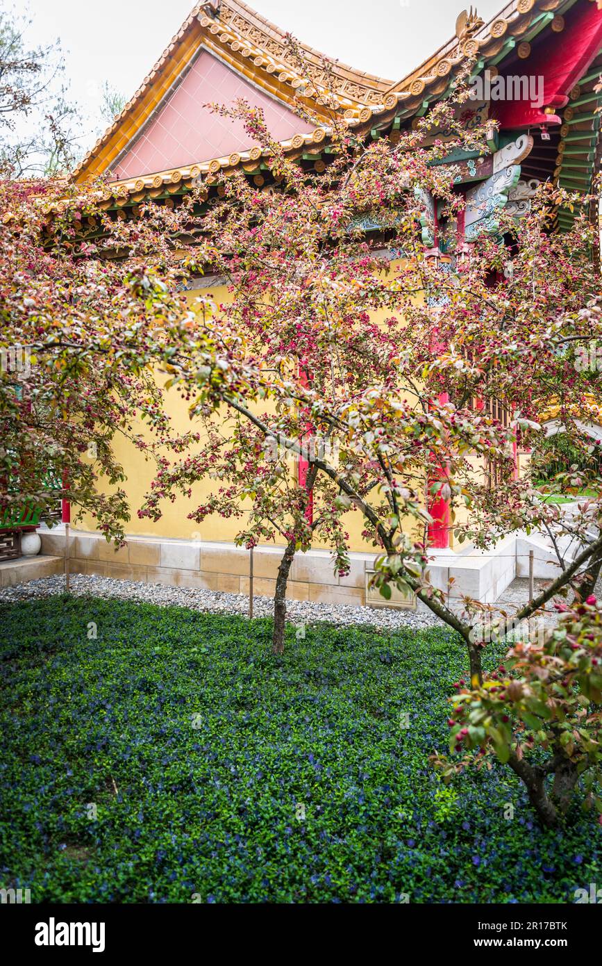 Spring blossom in the Chinese Garden, a garden which was a gift from ...