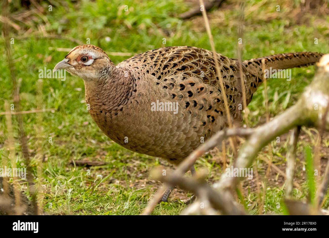 A female pheasant looking for food in the woods Stock Photo - Alamy