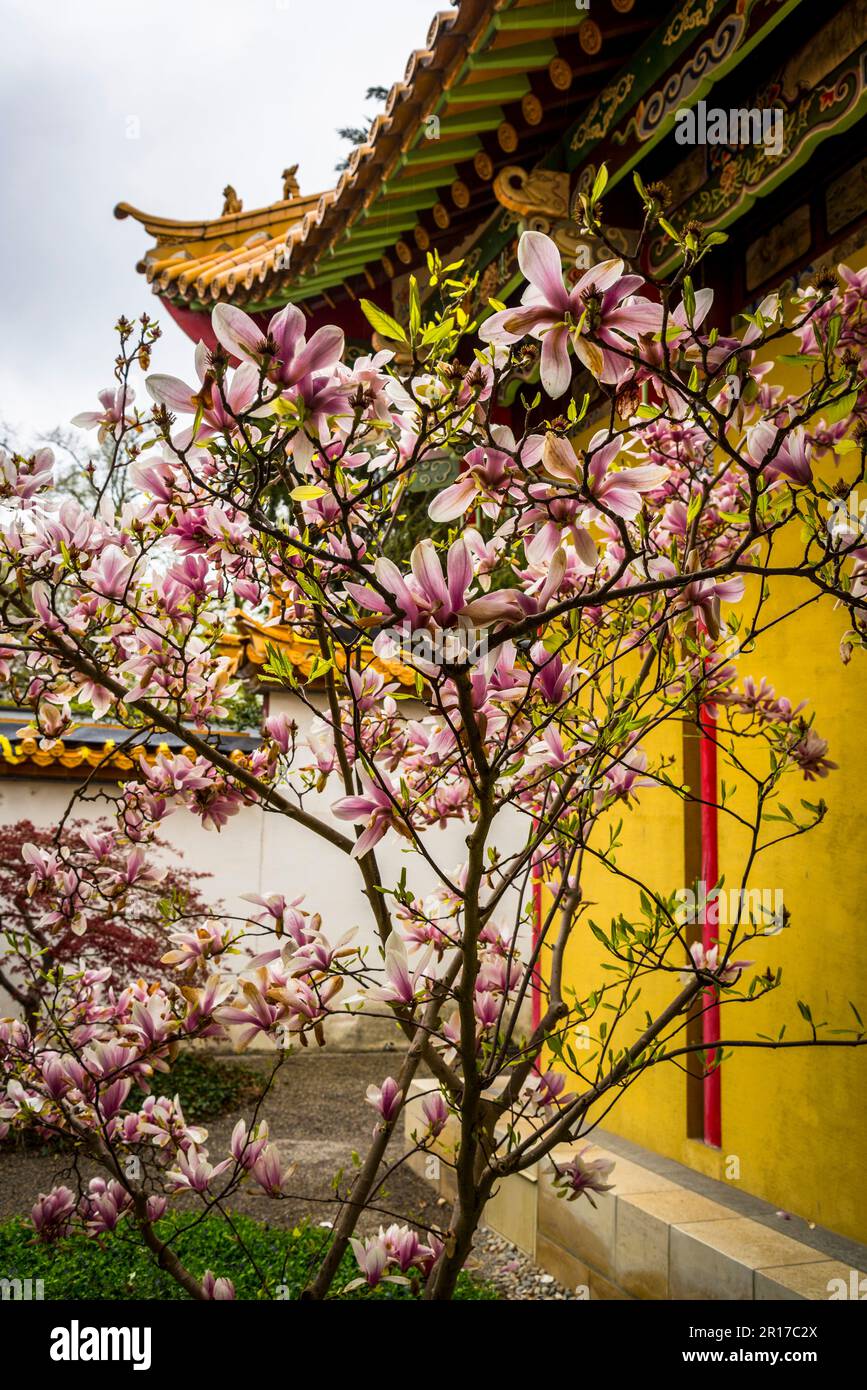 Flowering magnolia tree in the Chinese Garden, a garden which was a ...