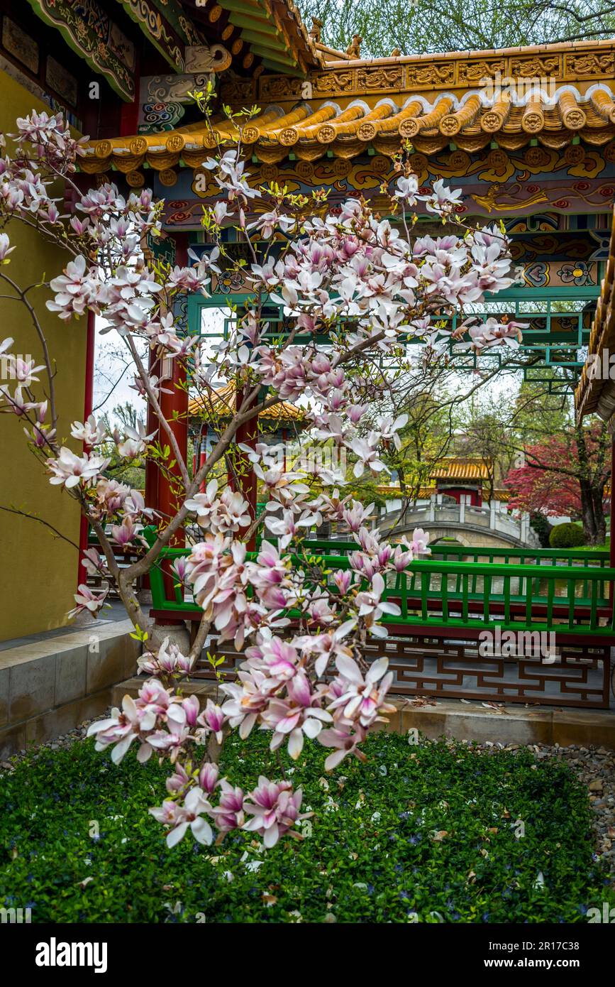 Flowering magnolia tree in the Chinese Garden, a garden which was a ...