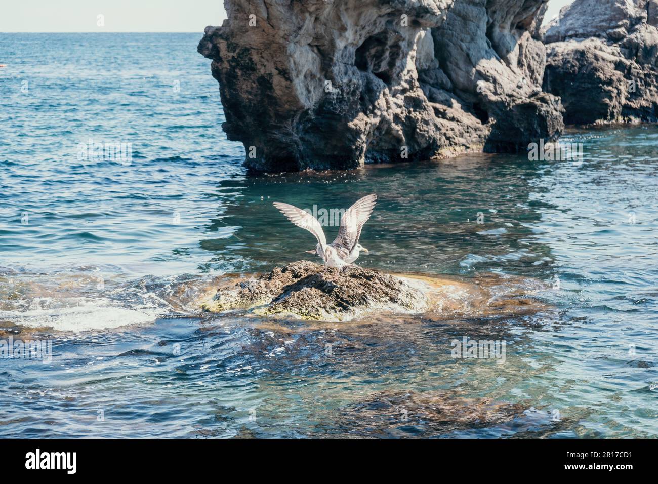 A flock of seagulls fly fishing and dolphins swim in the sea. Warm ...