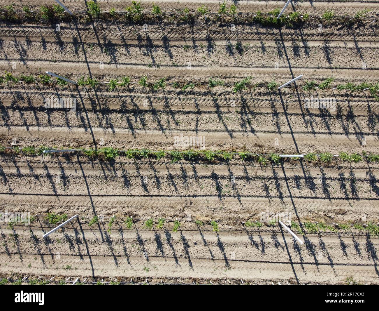 Aerial Modern Garden. aerial top view of an apple orchard planted using ...
