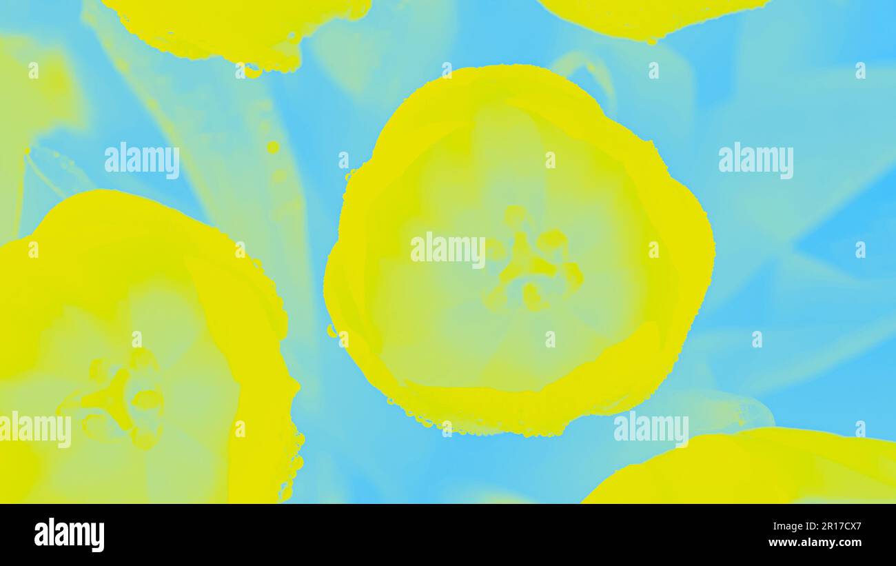 Yellow lemon color flowers tulips on a blue background 16 on 9 ...