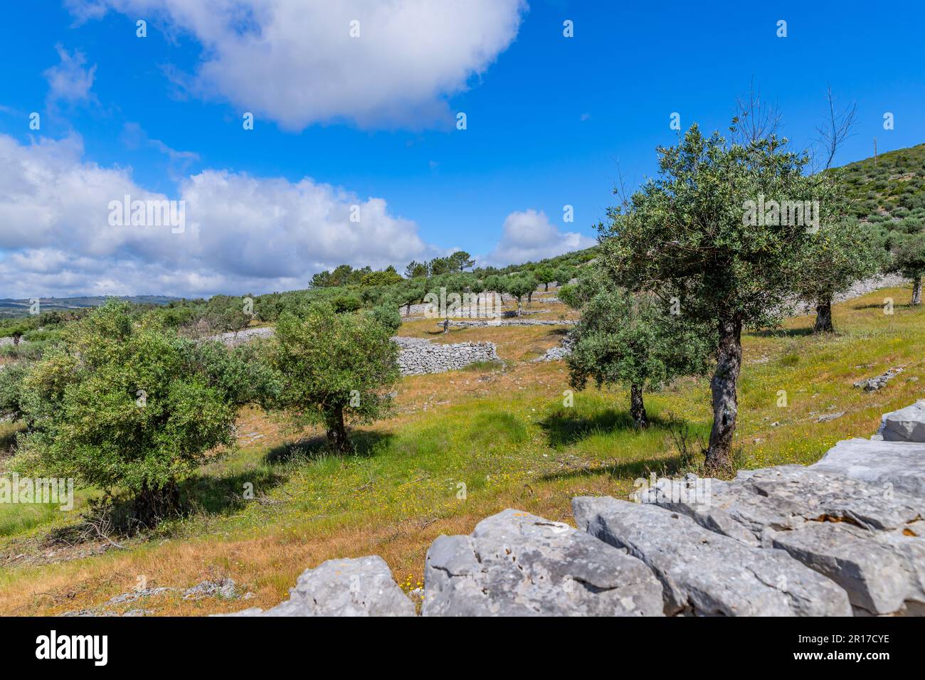 Olive trees among fields in the area of Fatima, Portugal Stock Photo ...