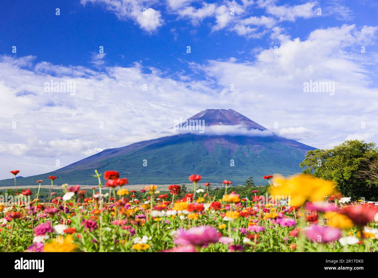 View of Mount Fuji and flower garden during summer Stock Photo - Alamy