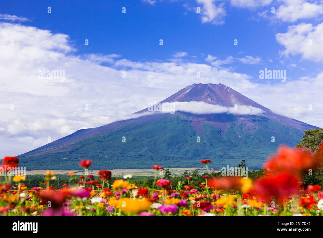 View of Mount Fuji and flower garden during summer Stock Photo - Alamy