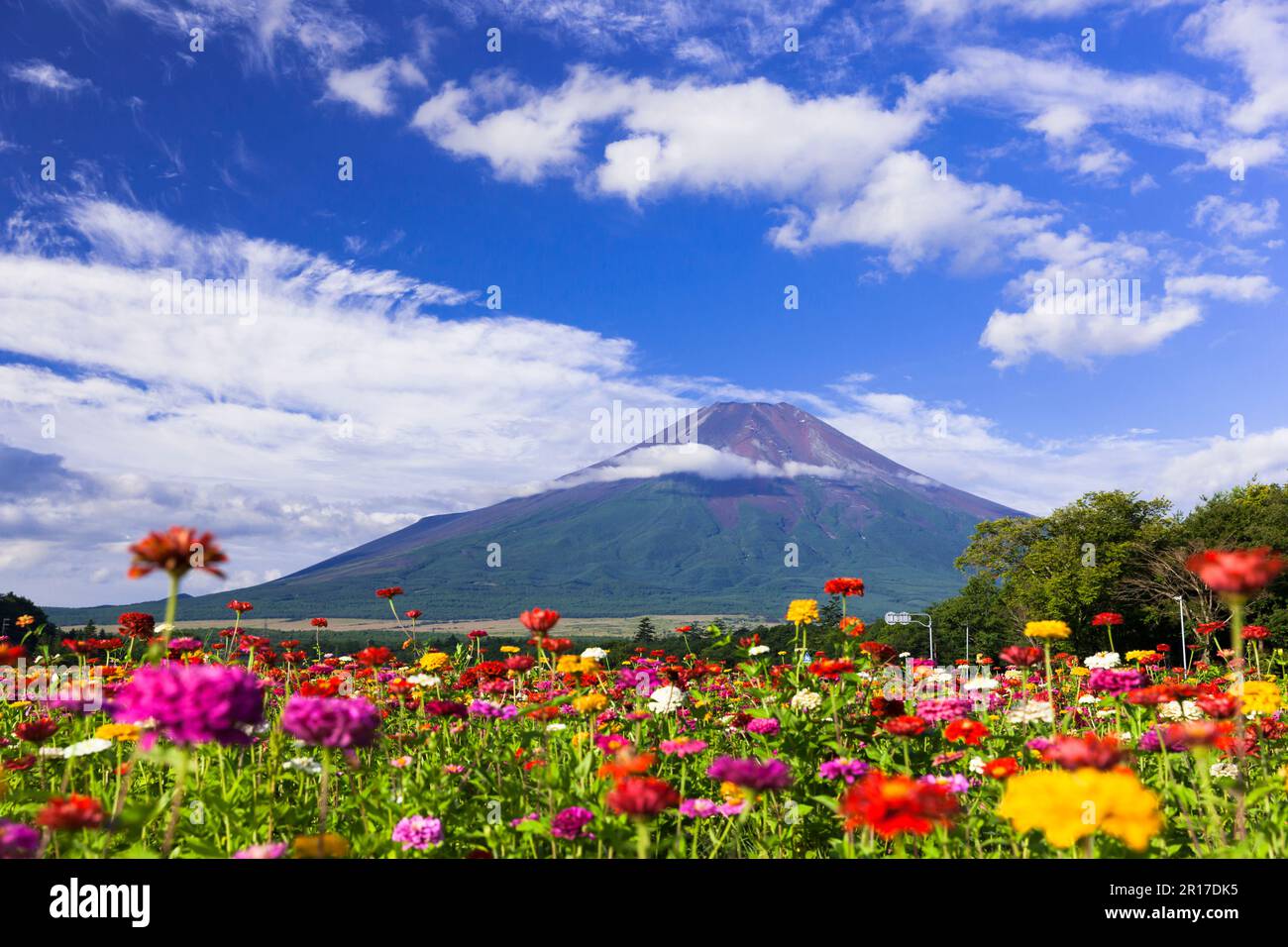 Mount fuji in japan during hi-res stock photography and images - Alamy
