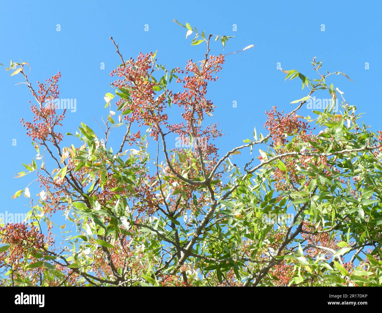 Greece, Island of Samos: berries of the Turpentine Tree (Pistacia ...