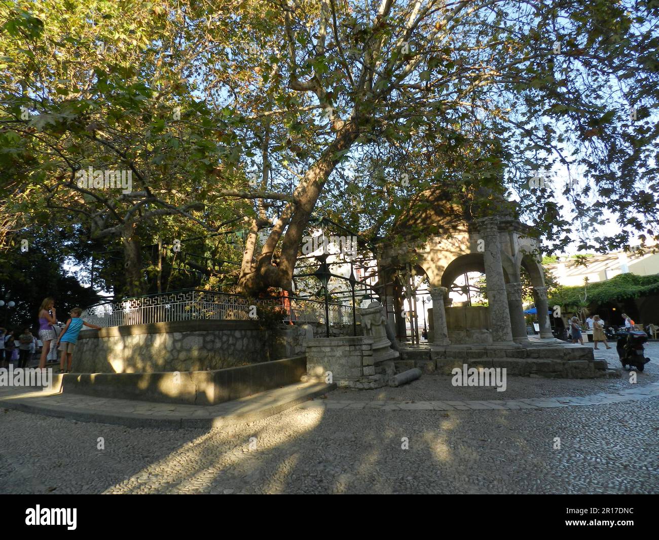 Greece, Island of Kos: ancient plane tree under which Hippocrates ...