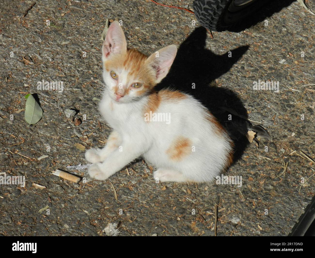 Greece, Island of Kos: Greek kitten Stock Photo - Alamy