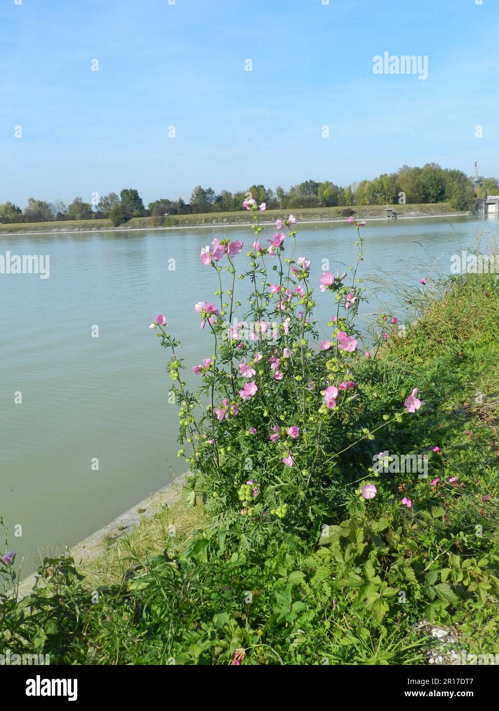 Large-flowered Mallow (Malva alcea Stock Photo - Alamy