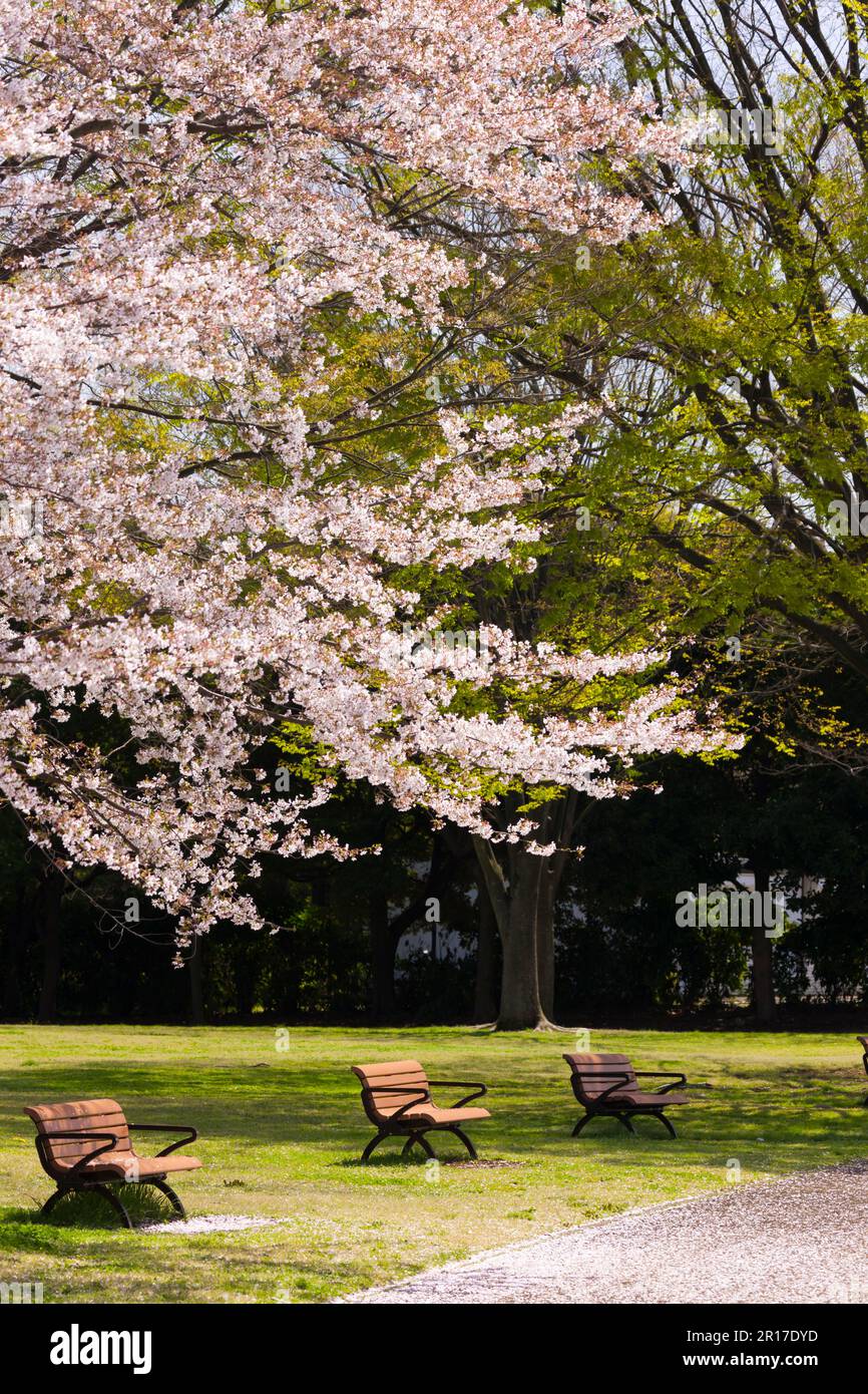 Cherry blossom and benches Stock Photo - Alamy