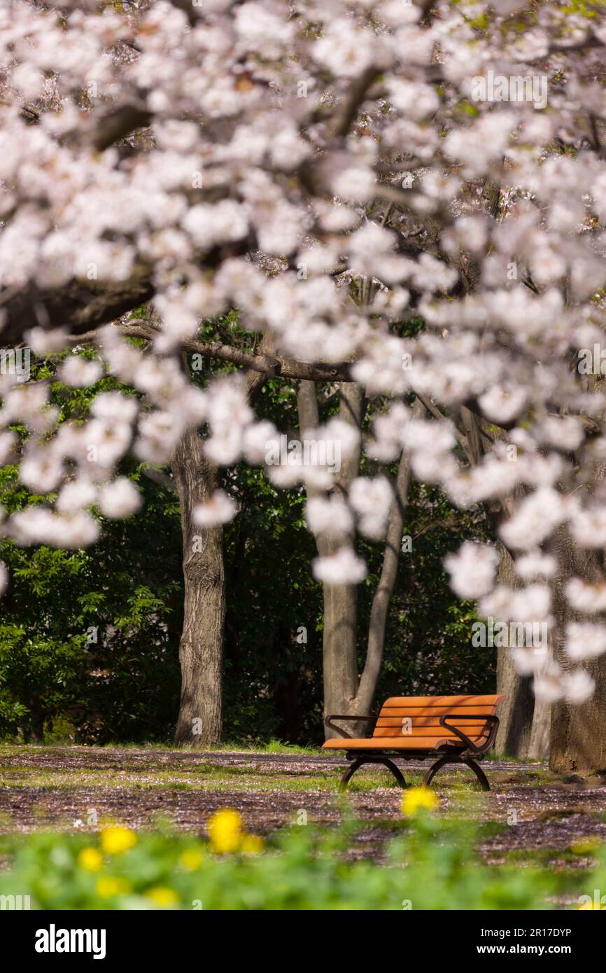 Cherry blossom and benches Stock Photo - Alamy