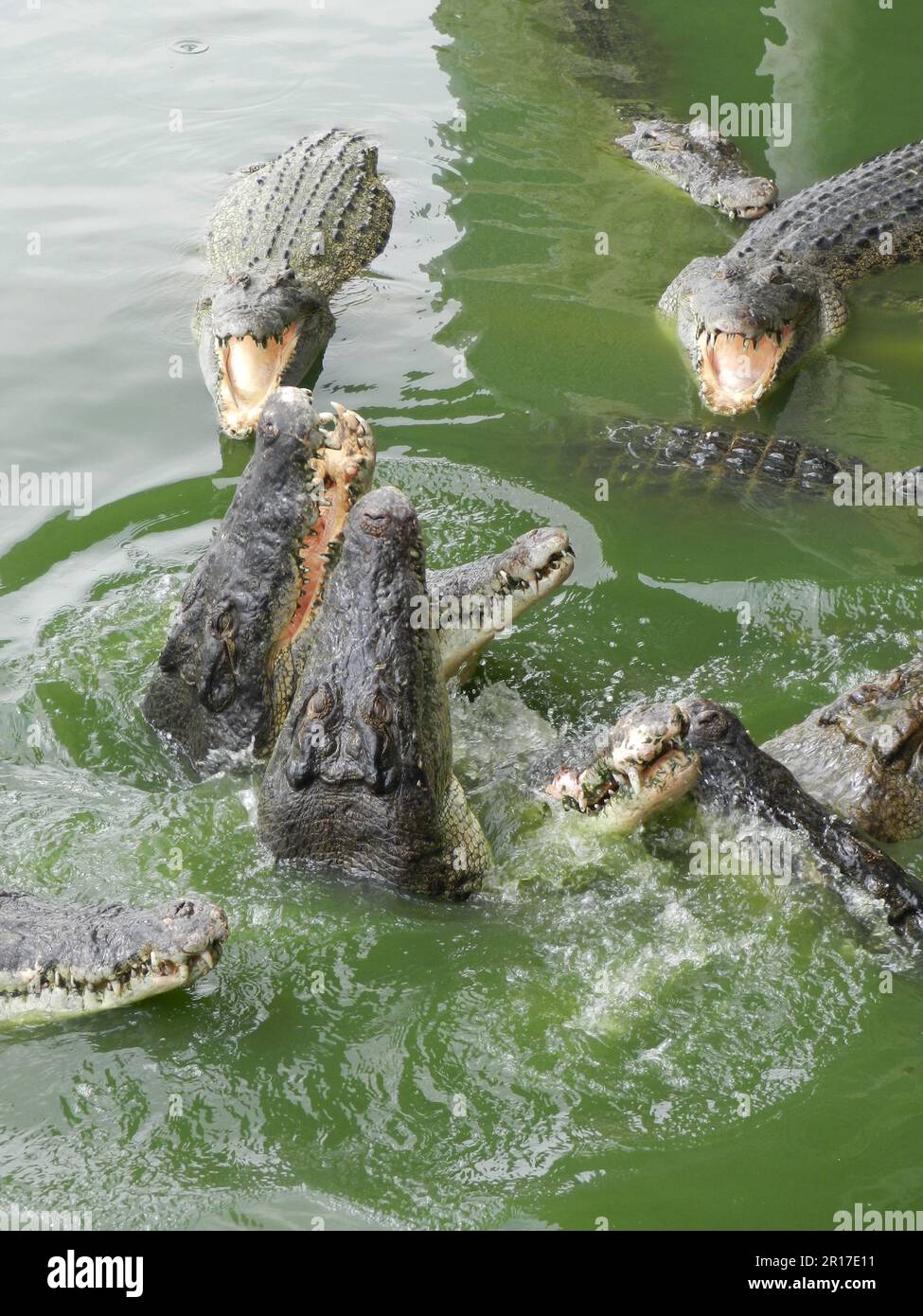 Thailand, Chonburi: the Million Years Stone Park (Pattaya Crocodile ...
