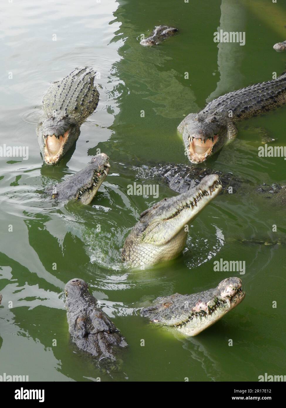 Thailand, Chonburi: the Million Years Stone Park (Pattaya Crocodile ...
