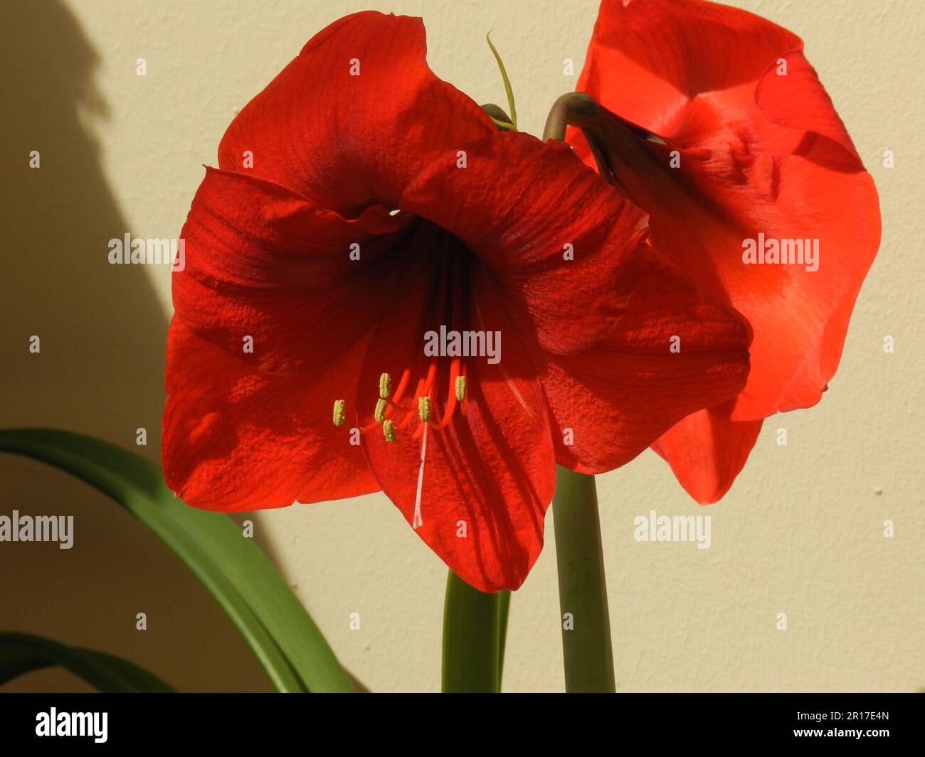 Flowering Amaryllis hybrid (Hippeastrum Stock Photo - Alamy