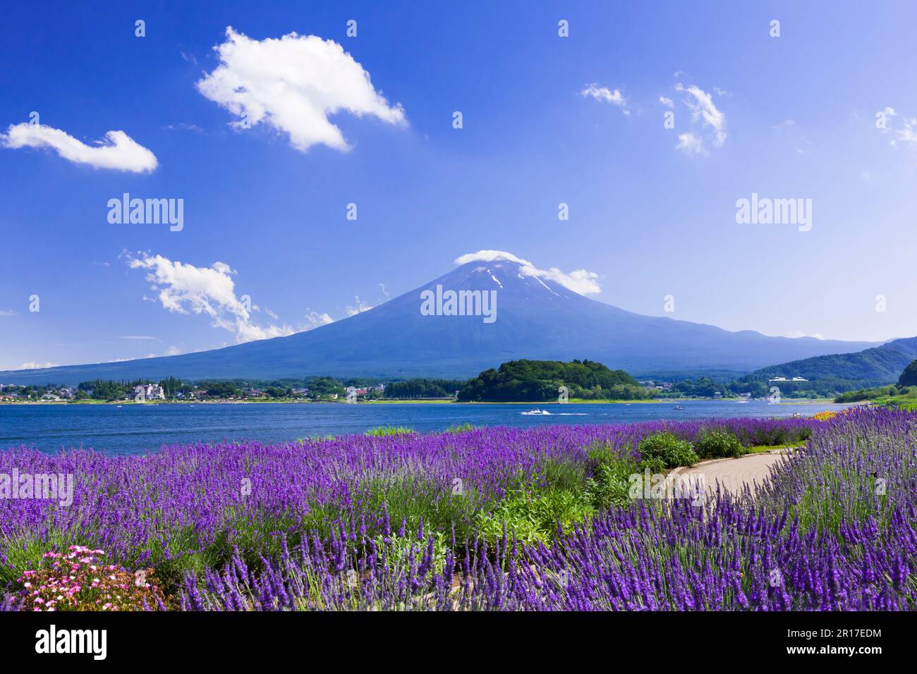 Mount Fuji in summer with lavender blooming at Oishi Park Stock Photo ...