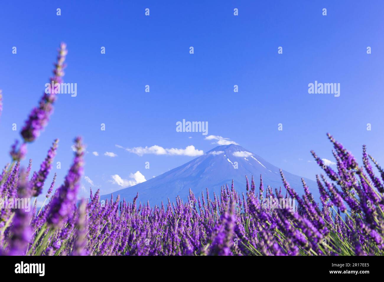 Japan lavender hi-res stock photography and images - Alamy