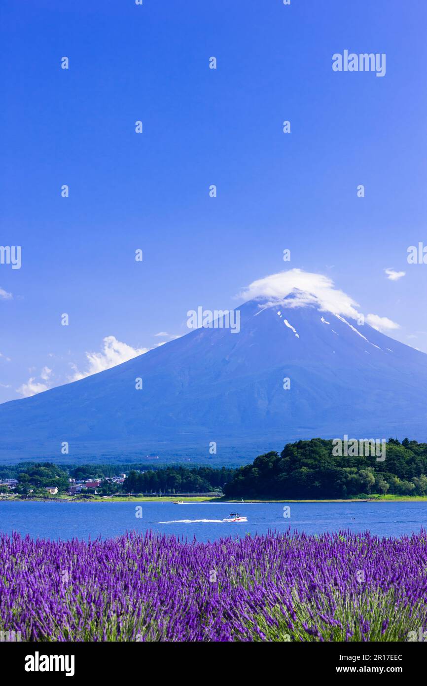 Mount Fuji in summer with lavender blooming at Oishi Park Stock Photo ...